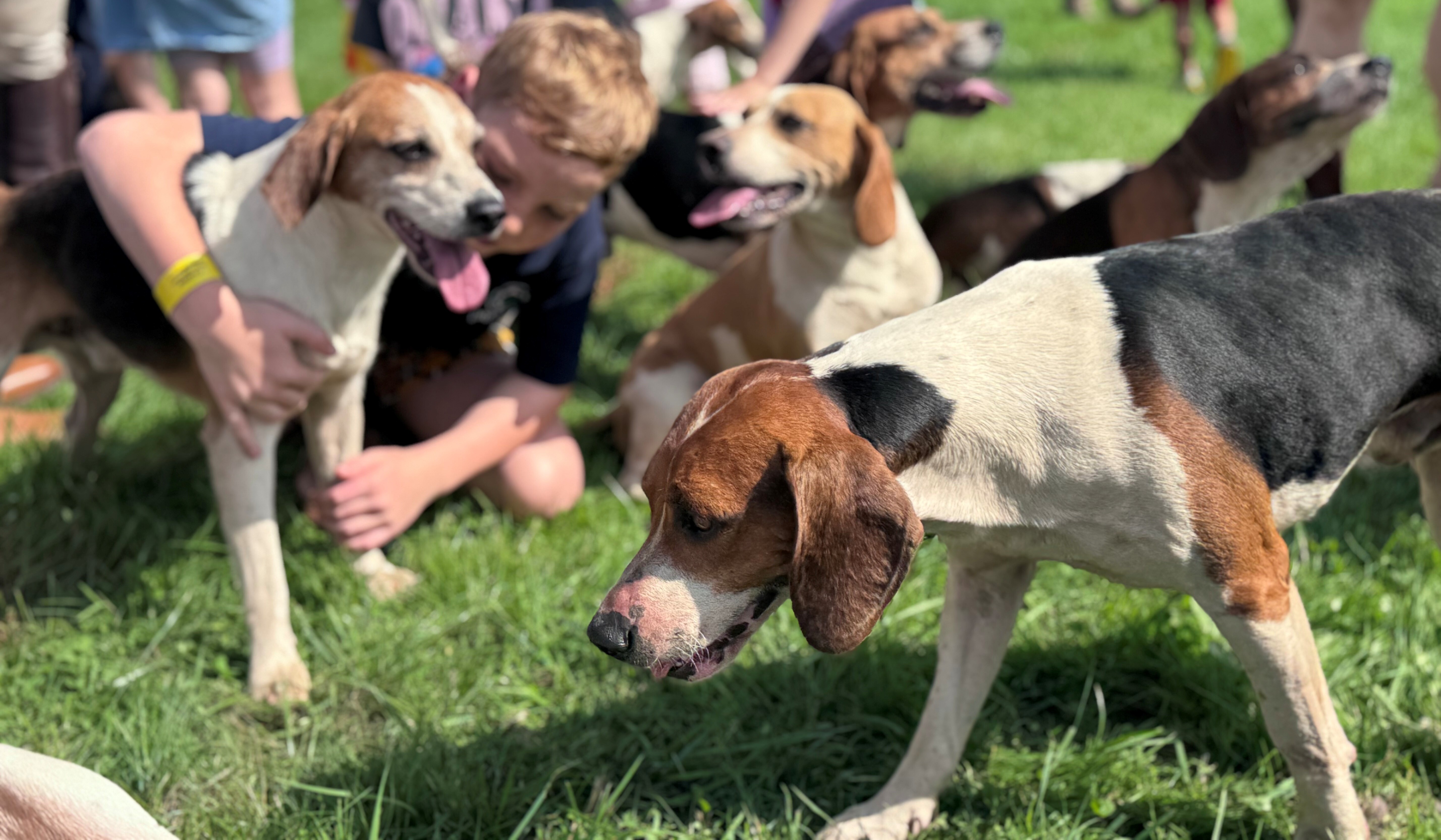 Unsung heroes of the hunting field: Nominate a stalwart from your...